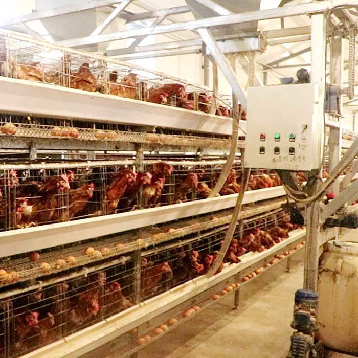 Farm Poultry Chicken Cage 190 * 35 * 38cm / 195 * 45 * 41cm Size Durable