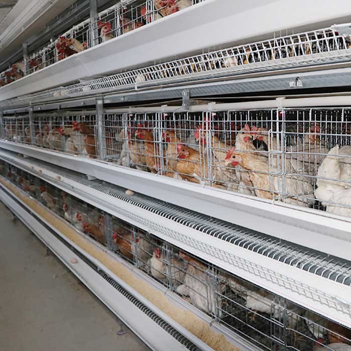 A Type Layer Poultry Chicken Cage System Hot Galvanized Q235 Steel Wire ...
