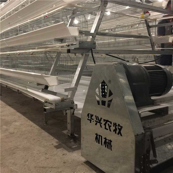Chicken Farm Automatic Manure Removal System H Type 4 Tiers Easy To Operate