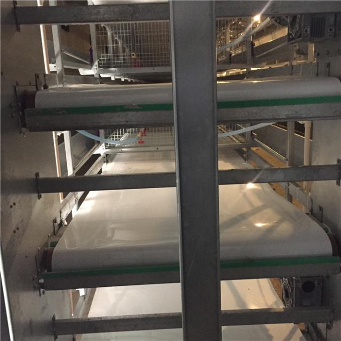 Powerful Clean Automatic Manure Removal System With Mure Transporting ...