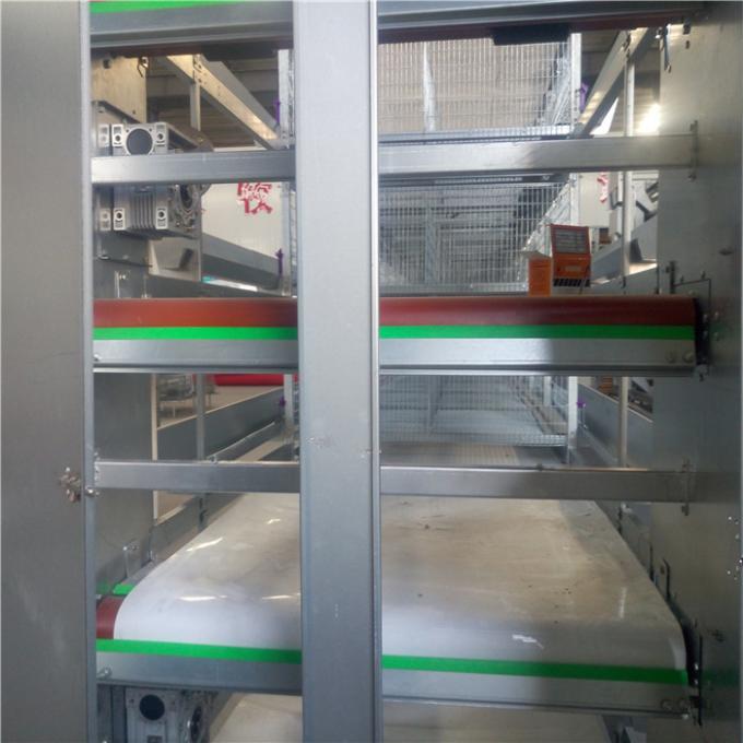 Powerful Clean Automatic Manure Removal System With Mure Transporting ...